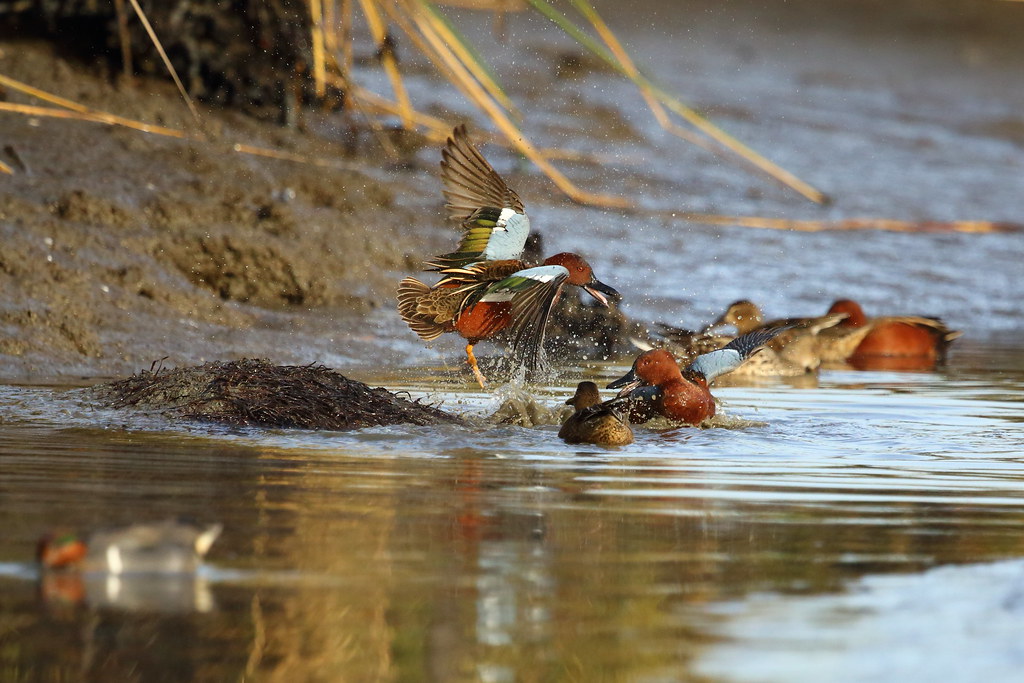 Dockside Skirmish: Cinnamon Teal Drakes Clash in Shallow Water