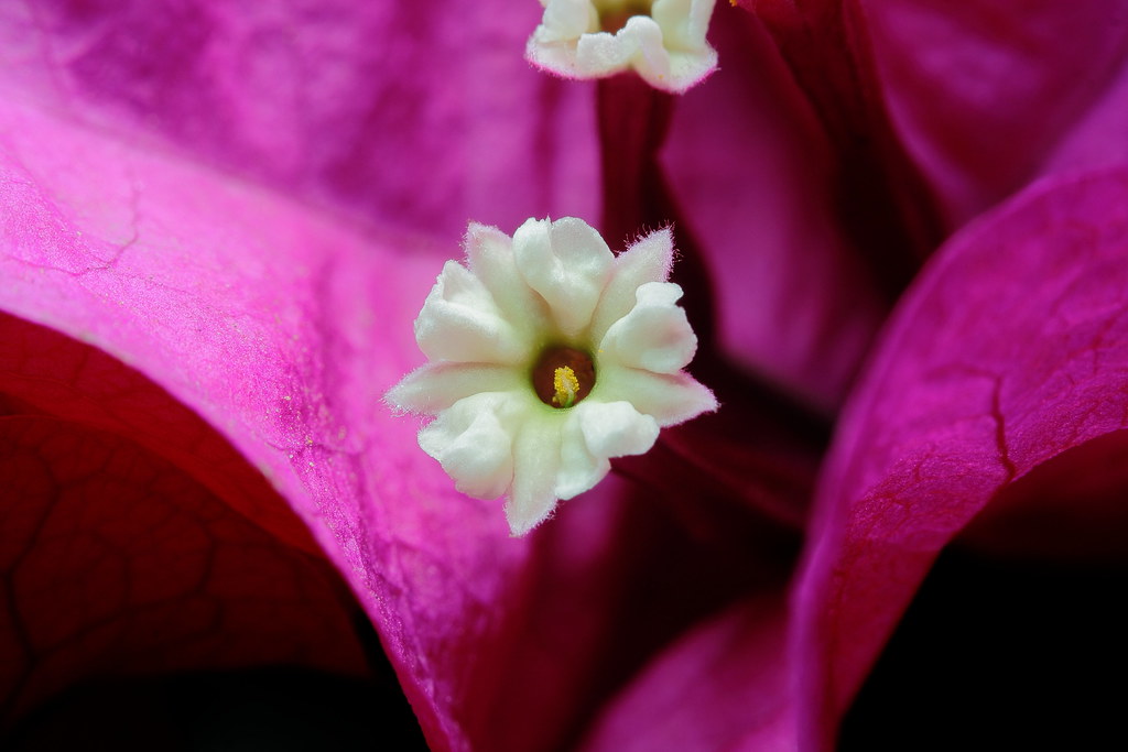 Flor de Bugambilia | Bougainvillea spp | Alberto Cavazos | Flickr