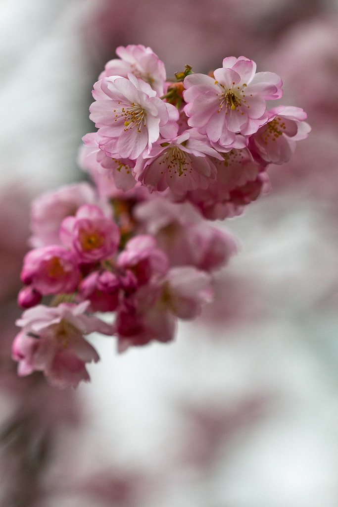 Close-up pink cherry blossoms in Heilbad Heiligenstadt spa park, spring light
