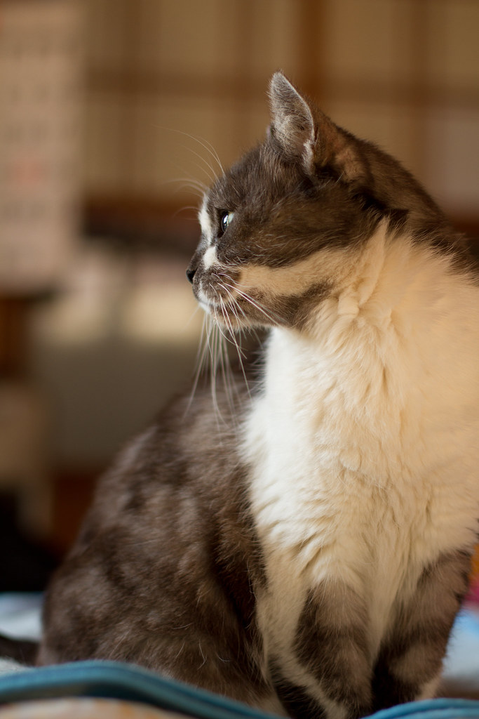 Miyako indoors: a calm side-profile portrait bathed in warm, soft indoor light