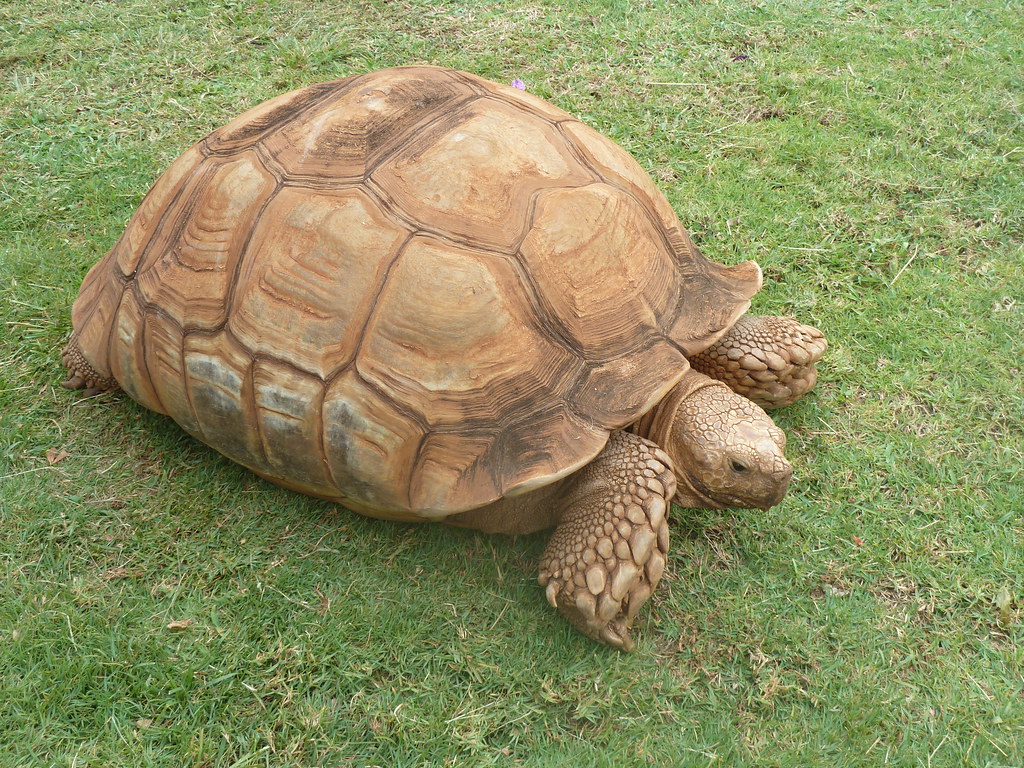 African spurred tortoise, Geochelone sulcata | Honolulu Zoo … | Flickr