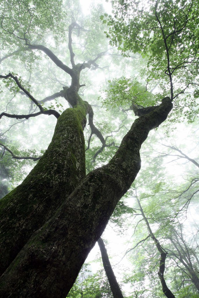 Old tree | Spring mist in mitakemountain tokyo | norio_19551010 | Flickr