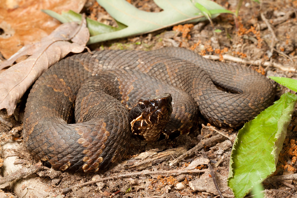 Coiled Western Cottonmouth (Agkistrodon piscivorus leucostoma) on leaf litter in sun-dappled woodland