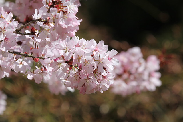 Close-up of pale pink Sargent cherry blossoms along a slender branch, with a softly blurred background.