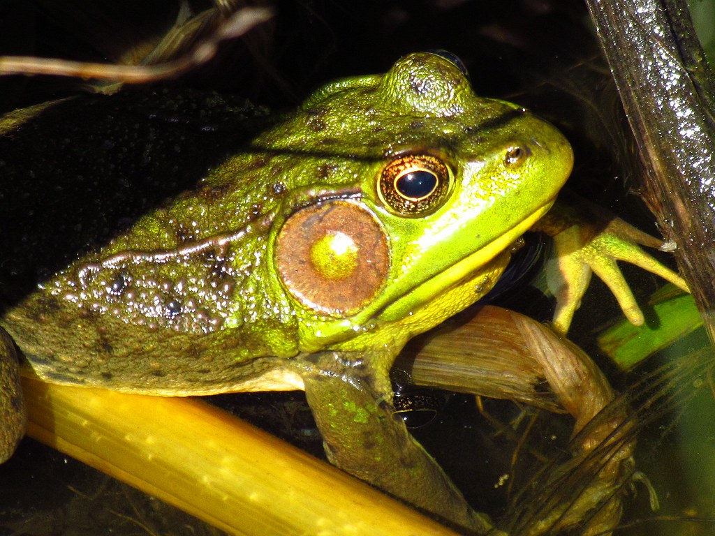 Bull Frog | Woodlands near Warren, Pennsylvania. | Jim Mullhaupt | Flickr