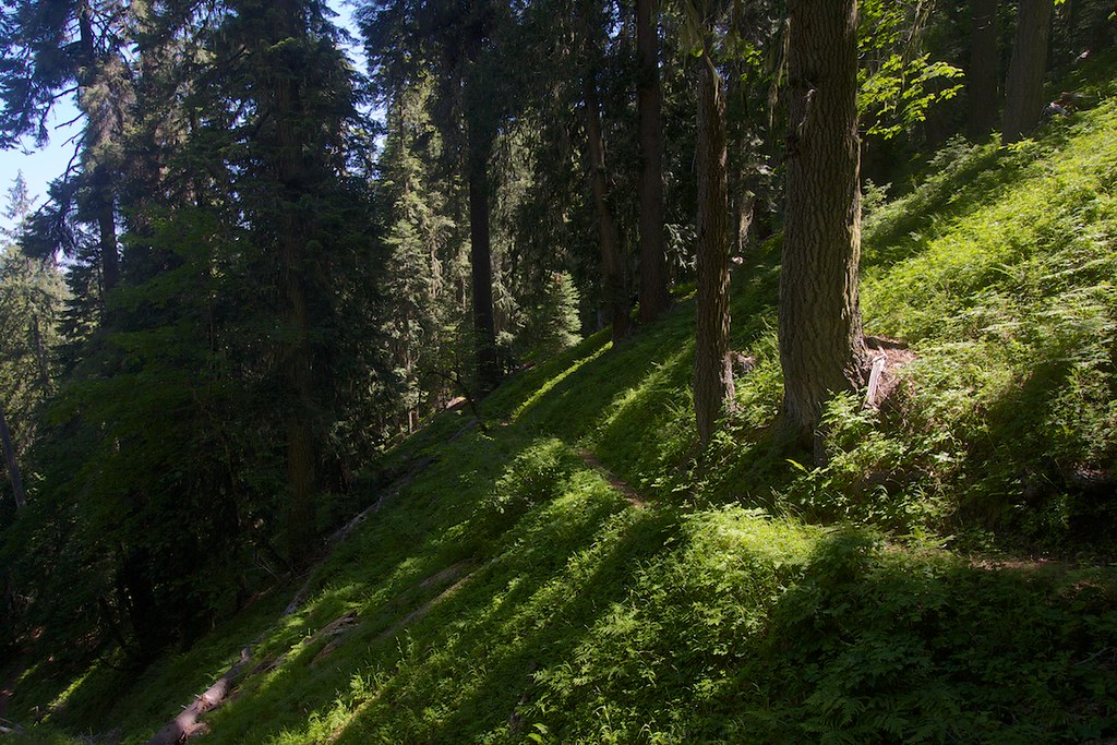 Sloped Douglas-fir forest along the Big Tree Trail, Oregon Caves National Monument, with sun-dappled understory