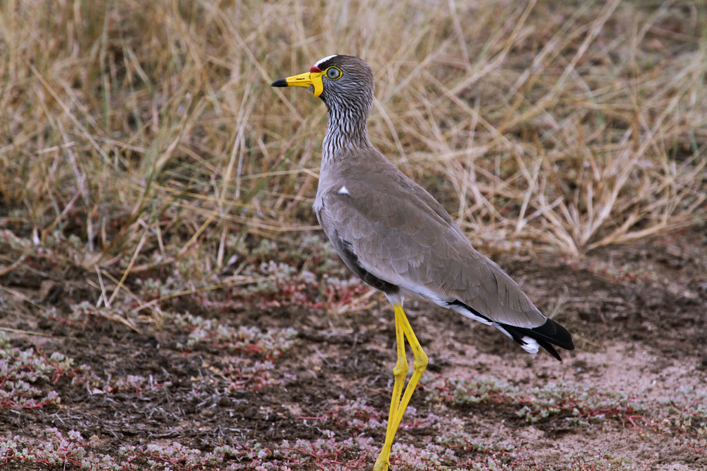 Wattled Lapwing (Vanellus senegallus) standing on dry ground near Livingstone, Victoria Falls, Zambia