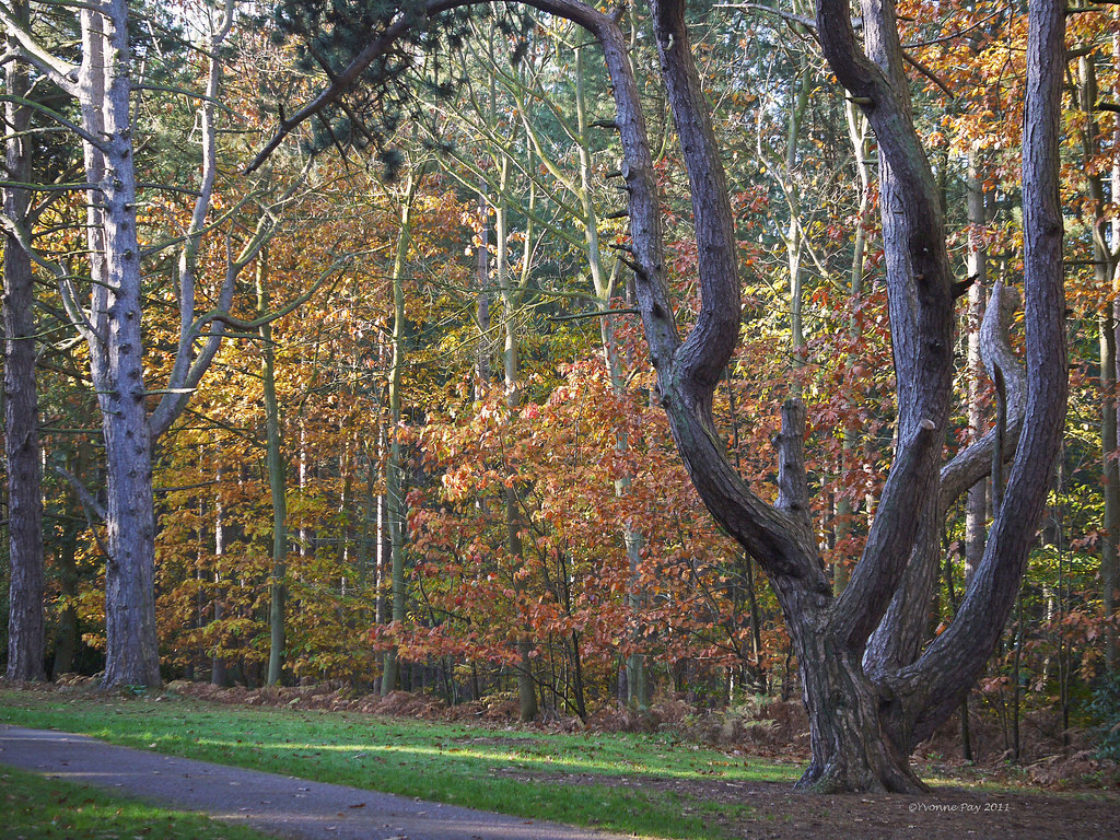 Trees and autumn | Taken at Sandringham in Norfolk. | Yvonne Pay | Flickr