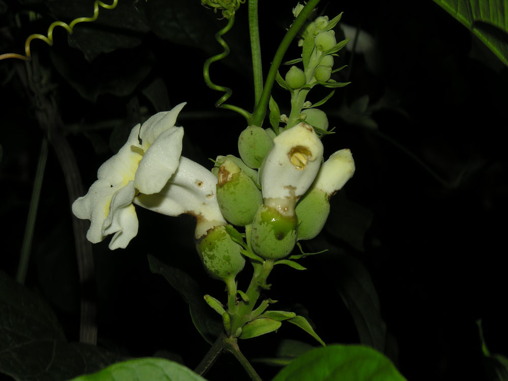 Pithecoctenium crucigerum (L.) A.H. Gentry | Vascular Plants… | Flickr