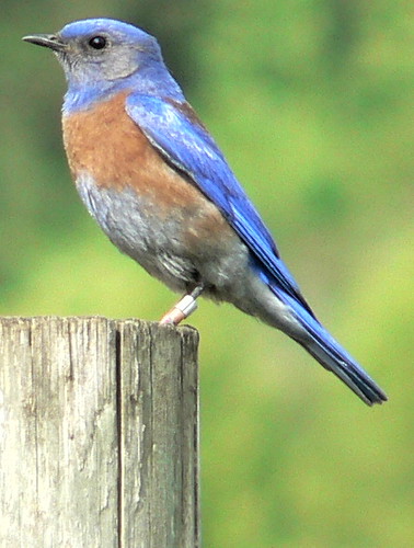 Photo of Western Blue Bird by CALIBAS, LIVERMORE, CA. | Flickr