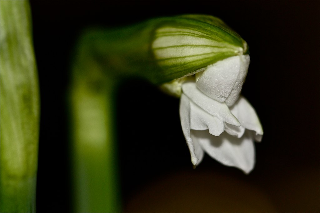 Paperwhite Narcissus Macro Study: White Bloom on a Green Stem