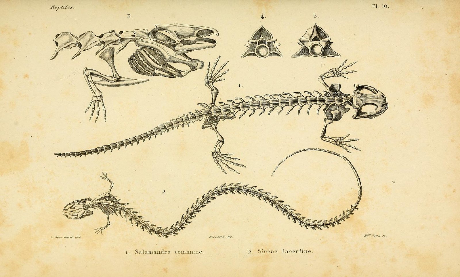 Zoology diagrams | Flickr