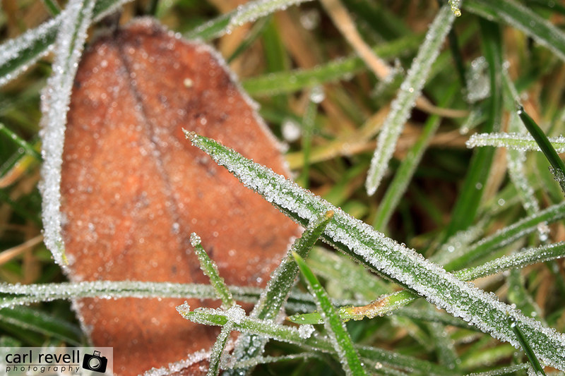 Frost-Trimmed Grass Blades with a Brown Leaf in Morning Light