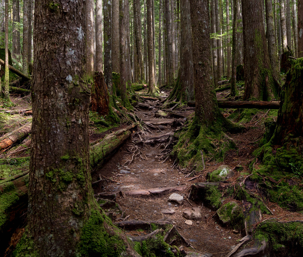 Root-strewn trail through a moss-draped conifer forest