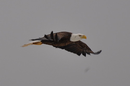 Bald Eagle, Virginia | Bald Eagle, Haliaeetus leucocephalus … | Flickr
