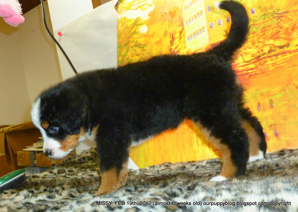 Missy Flickr