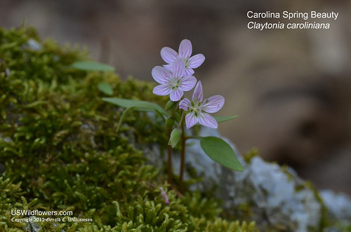 Carolina Spring Beauty - Claytonia caroliniana | Carolina Sp… | Flickr