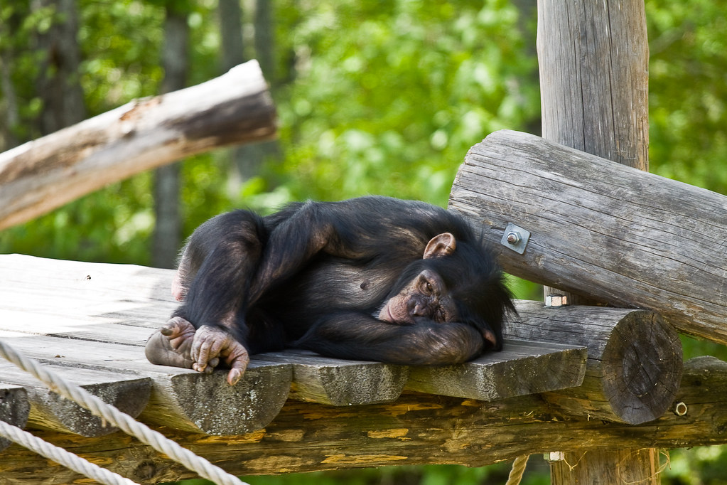 Chimpanzee at rest on a weathered wooden platform beneath a sunlit forest canopy