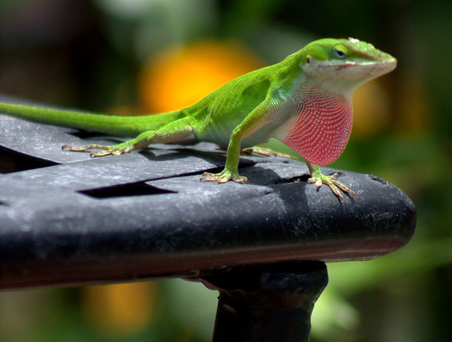 The Carolina Anole (Anolis carolinensis) | An arboreal lizar… | Flickr