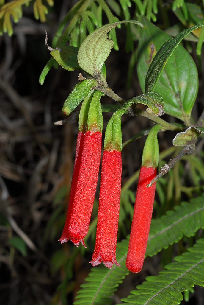 Macleania bullata Croat 104217 | Carchi, NW Ecuador | David Scherberich ...