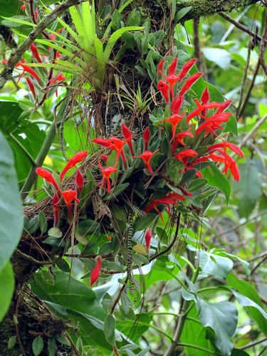 Columnea species 2 | The plants were on the wild, at certain… | Flickr