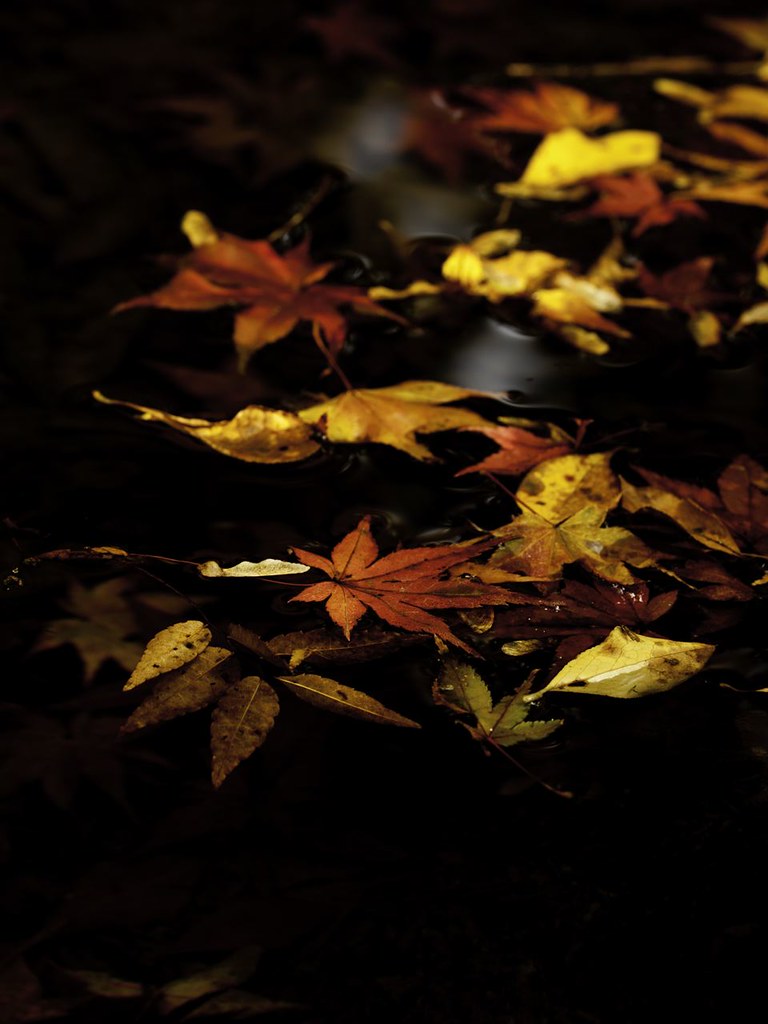 Autumn Leaves on a Dark Reflective Surface: Red, Orange, and Yellow Fragments in Soft Focus