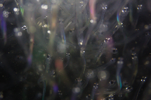Macro underwater close-up of a dense swarm of juvenile silversides, translucent bodies overlapping around a bright edge of light in a dark background.