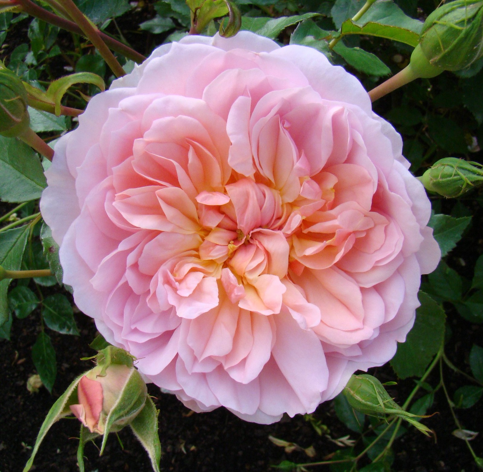 Roses 25 | Flickr