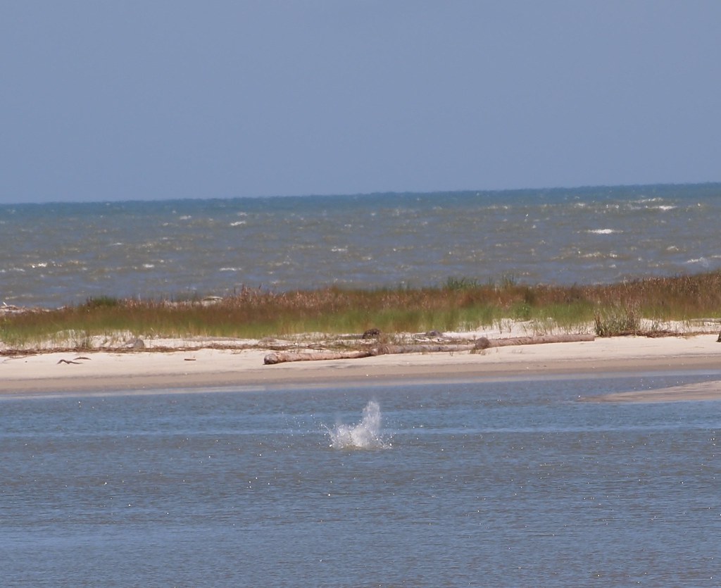 dolphin tail splash | OLYMPUS DIGITAL CAMERA | carlinsc | Flickr