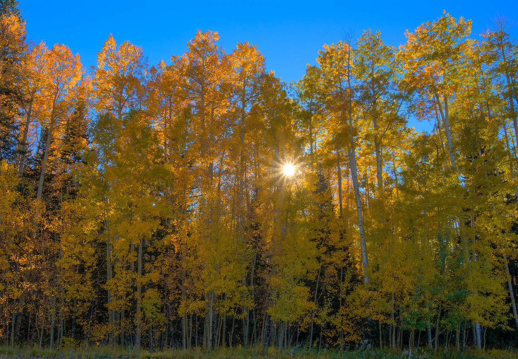 Aspens Backlit | Telluride Colorado | Steve Flowers | Flickr