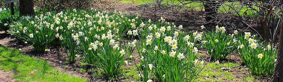 Morris: Daffodil Border in a Sunlit Spring Garden
