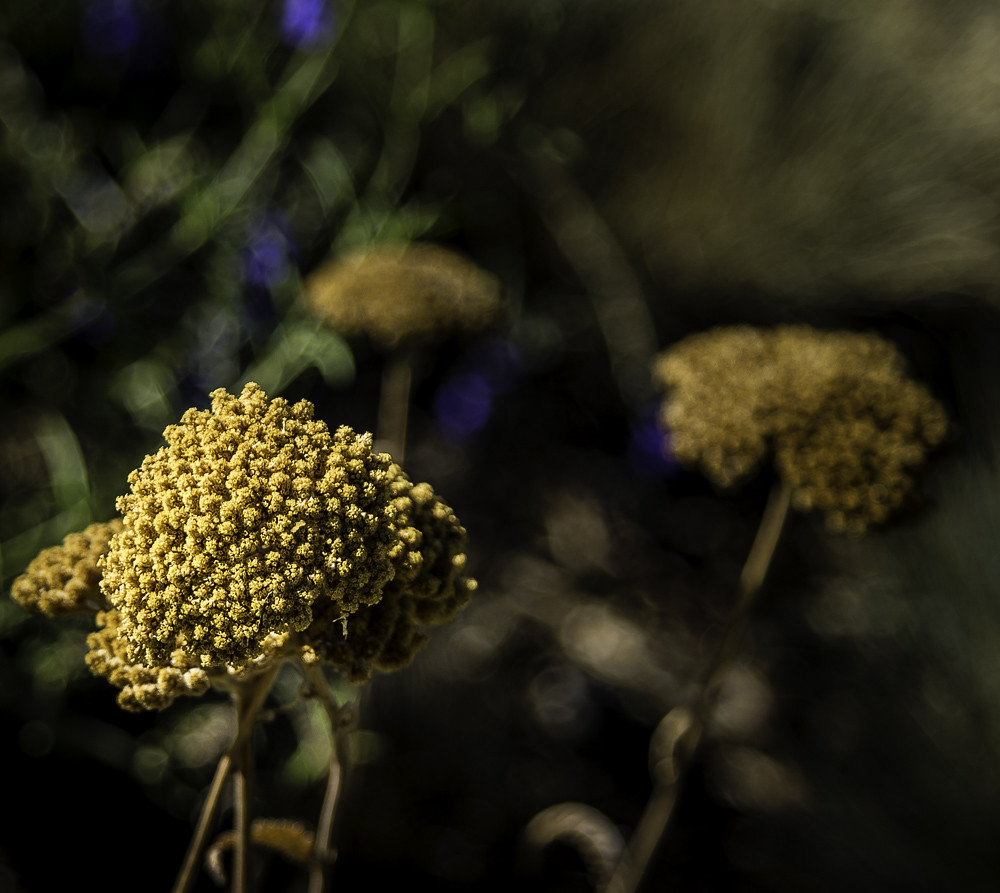 Something Floral This Way Comes