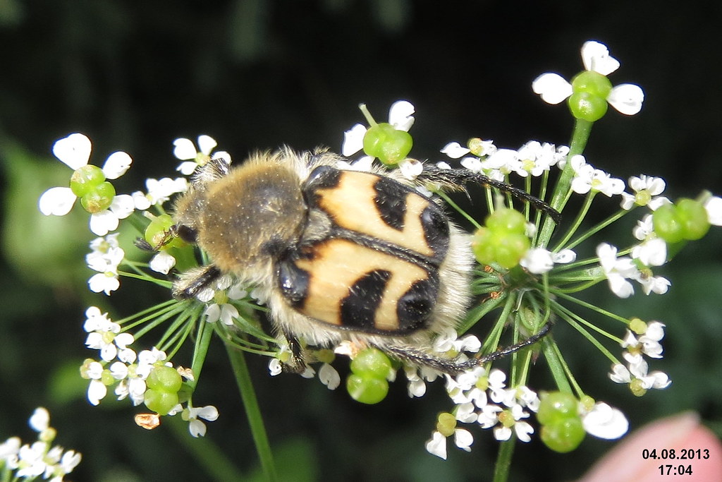 Bee beetle (NH) | Trichius fasciatus - zdobenec skvrnitý. | David Short ...