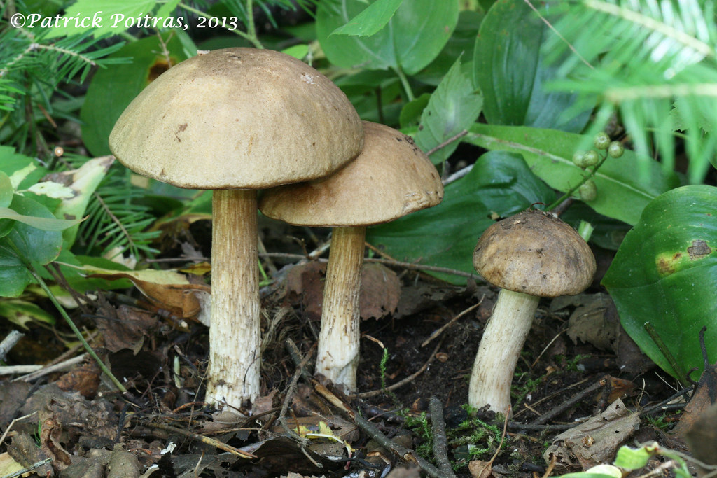 Leccinum scabrum / Bolet rugueux | Photographiés le 5 août 2… | Flickr