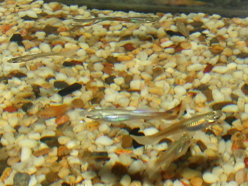 Poeciliidae>Gambusia holbrooki? Mosquitofish? Poecilia ret… | Flickr
