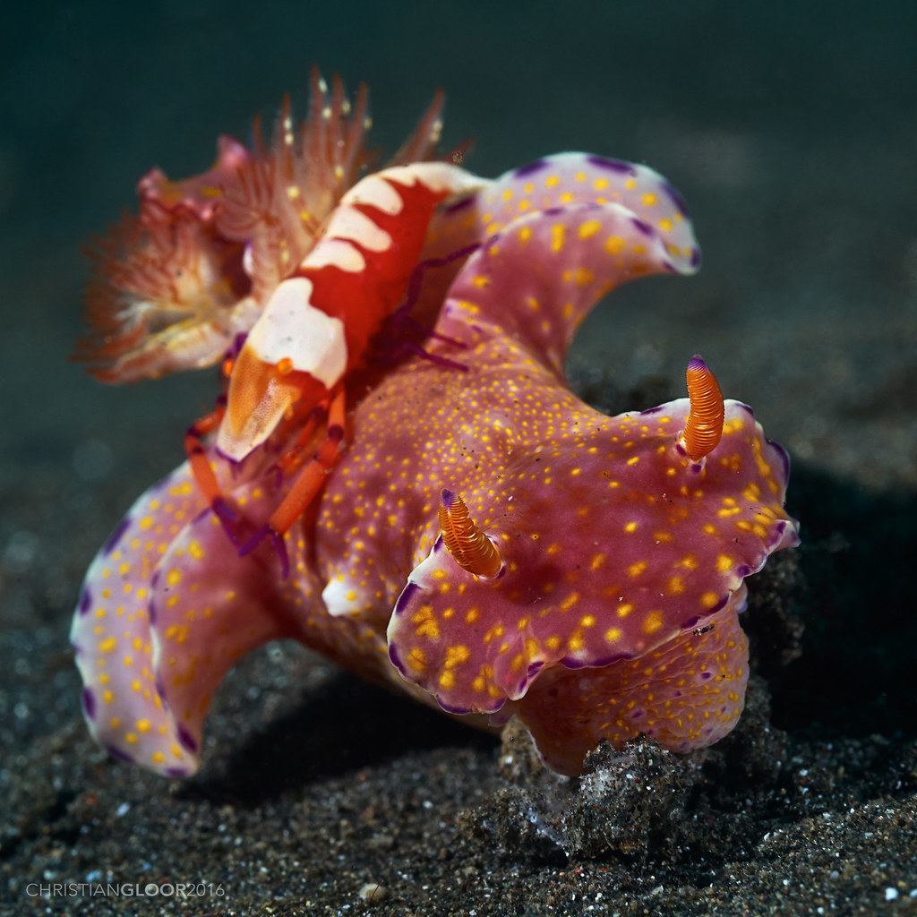 Three-Lobed Ceratosoma (Ceratosoma trilobatum) with Imperial Shrimp Zenopontonia rex on a purple mantle speckled with yellow