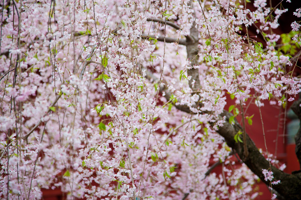 Weeping Sakura in Full Bloom: Cascading Pink Blossoms Against a Red Backdrop