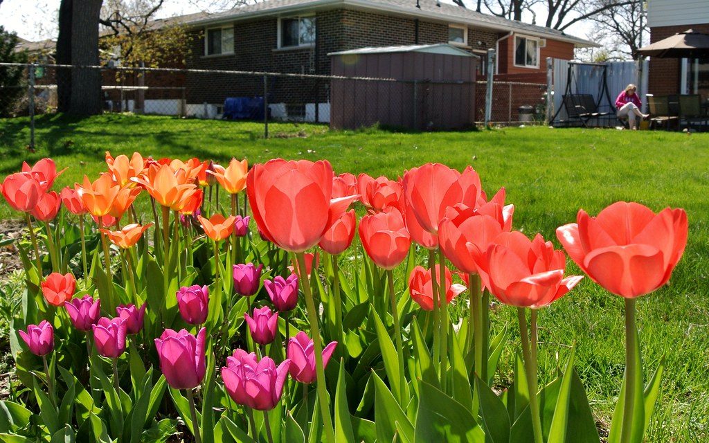 Tulip Border in a Bright Suburban Backyard: Coral, Orange, Red, Pink, and Purple Blooms