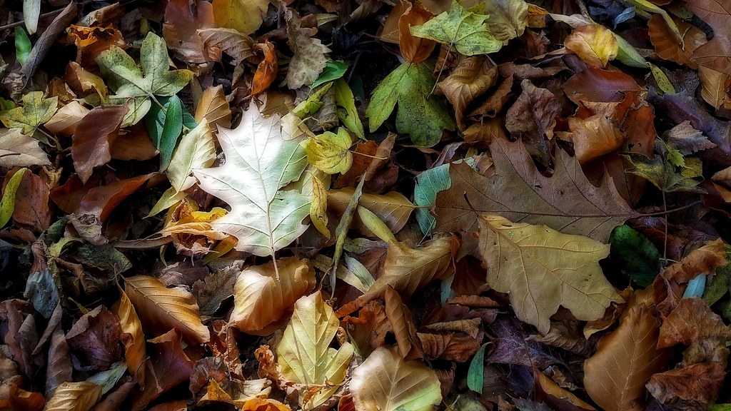Amazing Colours of Autumn | Autumn leaves in technicolor. Cl… | Flickr
