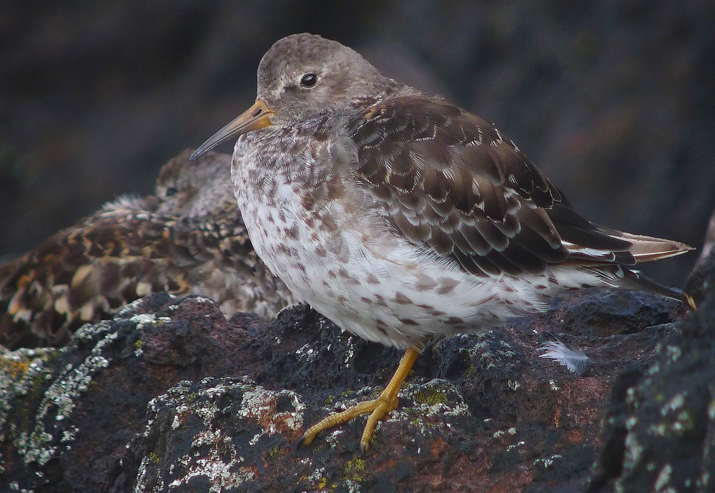 Purple Sandpiper | Taken at St Abbs harbour,Borders | David Abraham ...