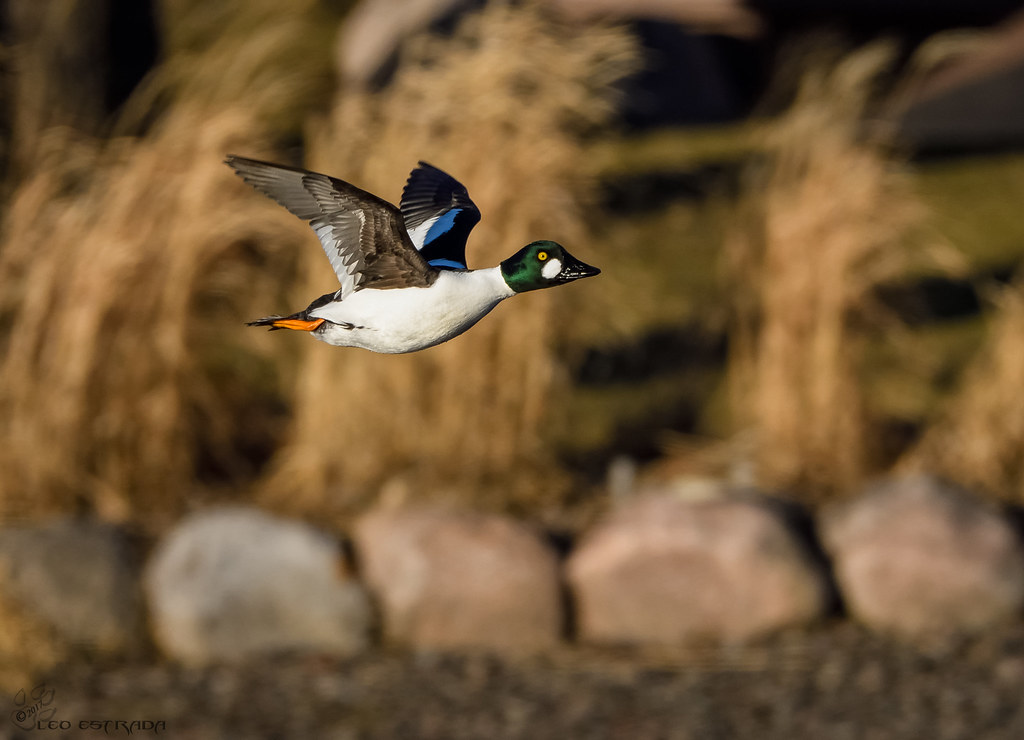 Male Common Goldeneye in fight. | Common Goldeneye flying & … | Flickr