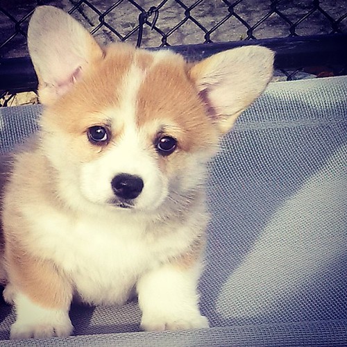 7 week old corgi puppy! | *YogaLu | Flickr