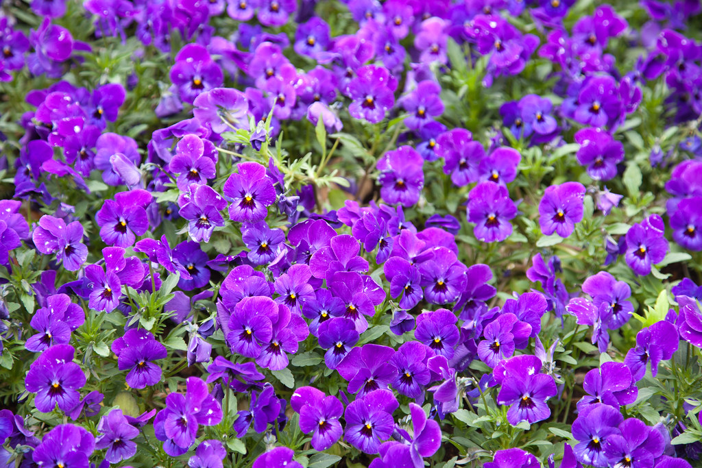 Purple viola blossoms blanket a Yokohama flower garden bed