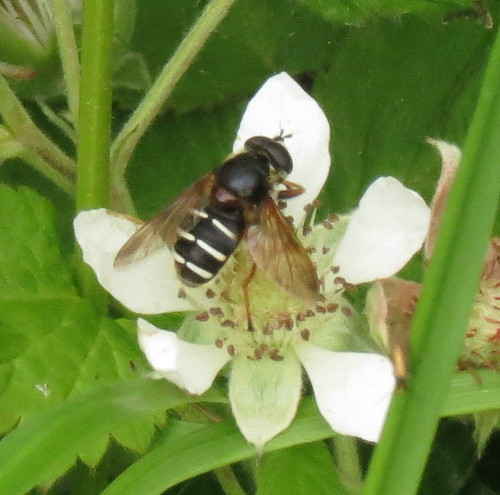 Bog Hoverfly, Sericomyia lappona | Note the narrow pale bars… | Flickr