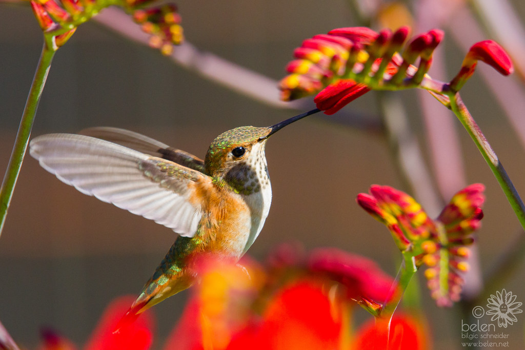 Rufous Hummingbird (Female/Immature) in Flight Among Red-Orange Garden Blooms, Johnson Farm Gardens, Anderson Island, WA