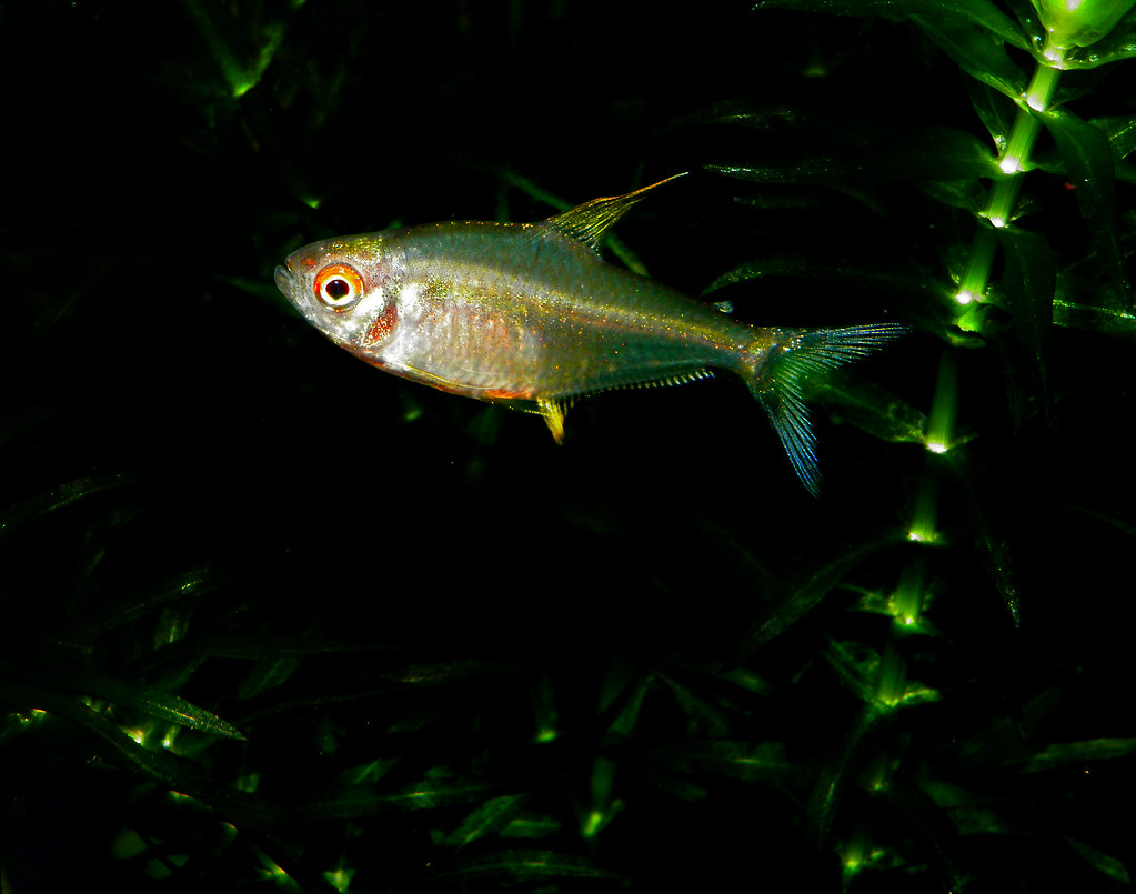 Hyphessobrycon pulchripinnis, Lemon tetra (Ahl, 1937) | Flickr