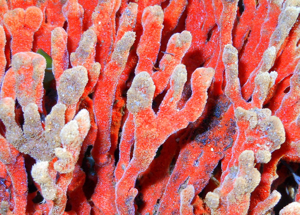 Red Coral | clyde7995 | Flickr