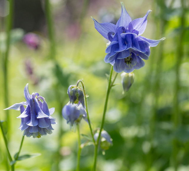 Close-up of blue delphinium blossoms on slender stems in a sunlit garden, with soft green bokeh background.