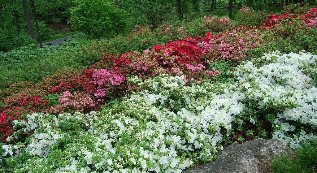 The New Azalea Garden at the New York Botanical Garden | Flickr