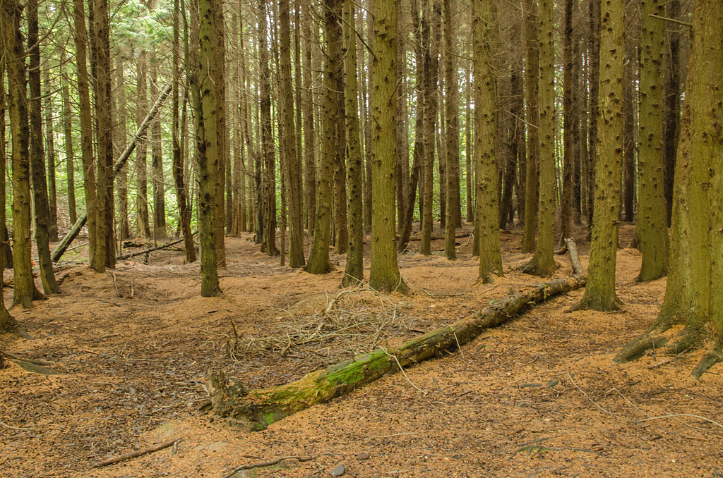Stover Country Park | First visit to this park, just liked t… | Flickr